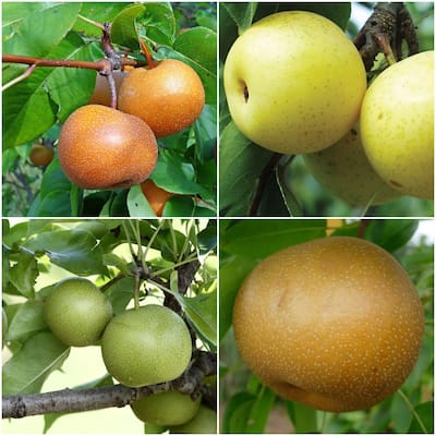 Online Orchards Dwarf Summercrisp Pear Tree - Cold Hardy, Juicy and ...