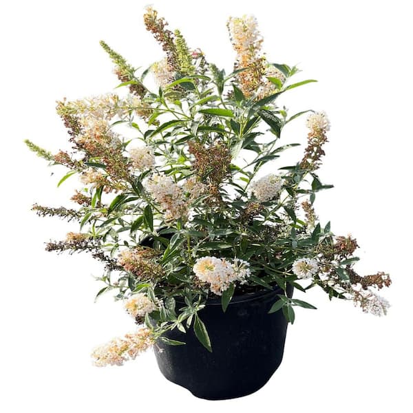 BLOOMIN' EASY 1 Gal. Birthday Cake Butterfly Bush (Buddleia) Live Shrub ...