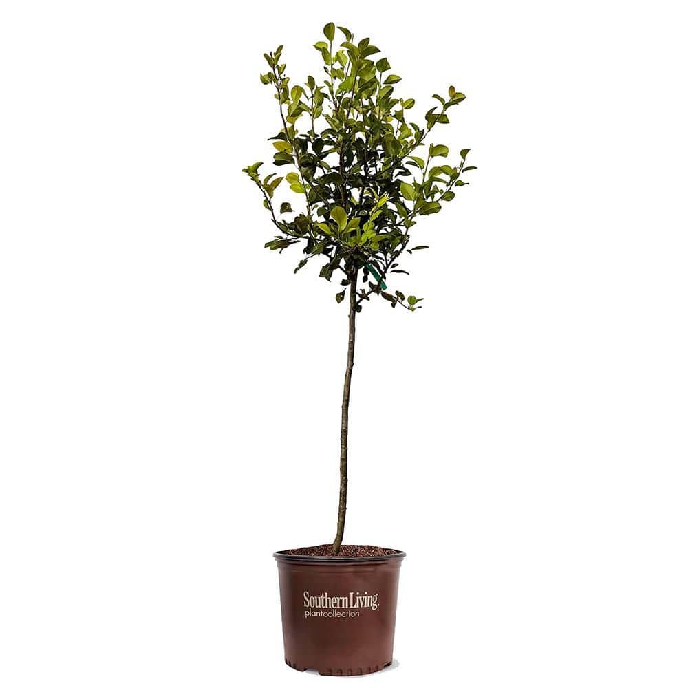 5 gal. Orient Pear Tree PEAORI05GSL - The Home Depot