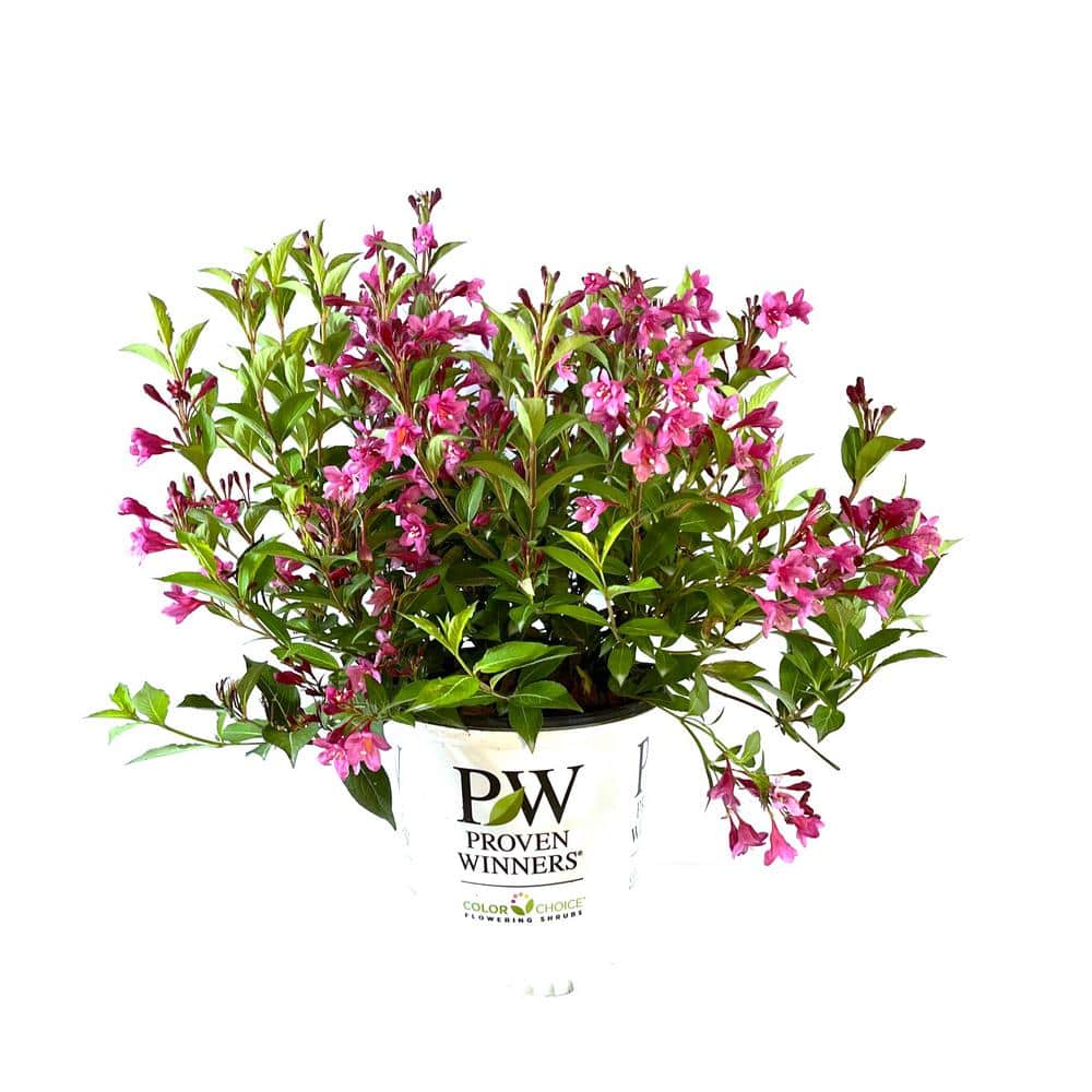 PROVEN WINNERS 2 Gal. Sonic Bloom Pink Weigela Live Shrub with Hot Pink ...