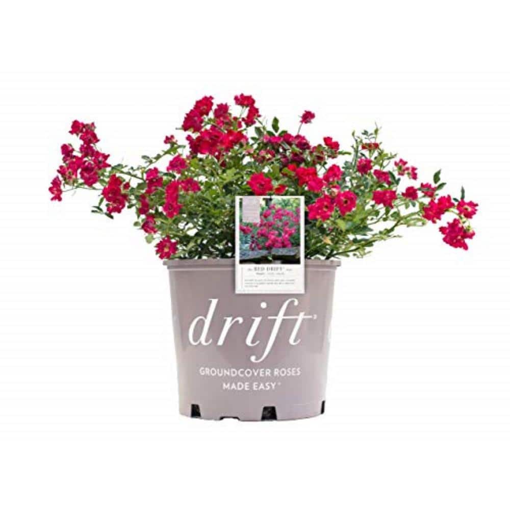 Drift 2 Gal. Red Drift Rose Bush, Live Plant with Red Flowers 1007525 ...