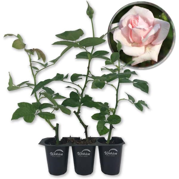 Wekiva Foliage New Dawn Rose Bush 3-Live Starter Plants in 2 in. Pots ...