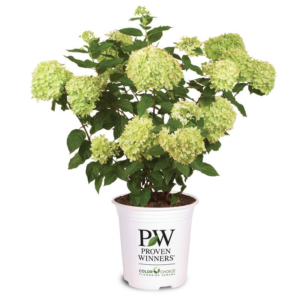 FIRST EDITIONS 2 Gal. Hydrangea Limetta Plant with Green Blossoms in ...