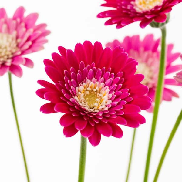 Purple Gerbera Daisy Flowers
