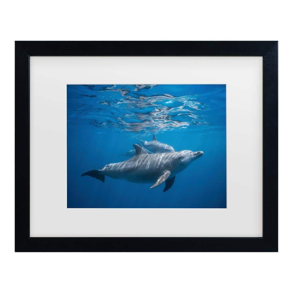 Trademark Fine Art Barathieu Gabriel Pod of Dolphin Matted Framed ...