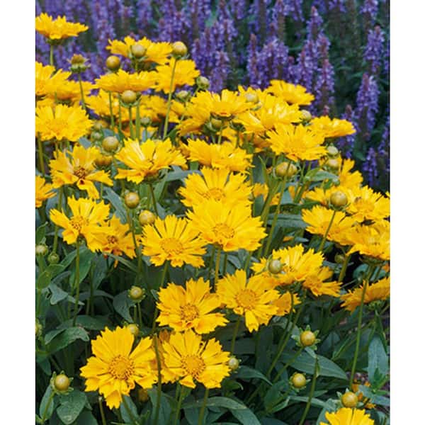Tickseed Plant