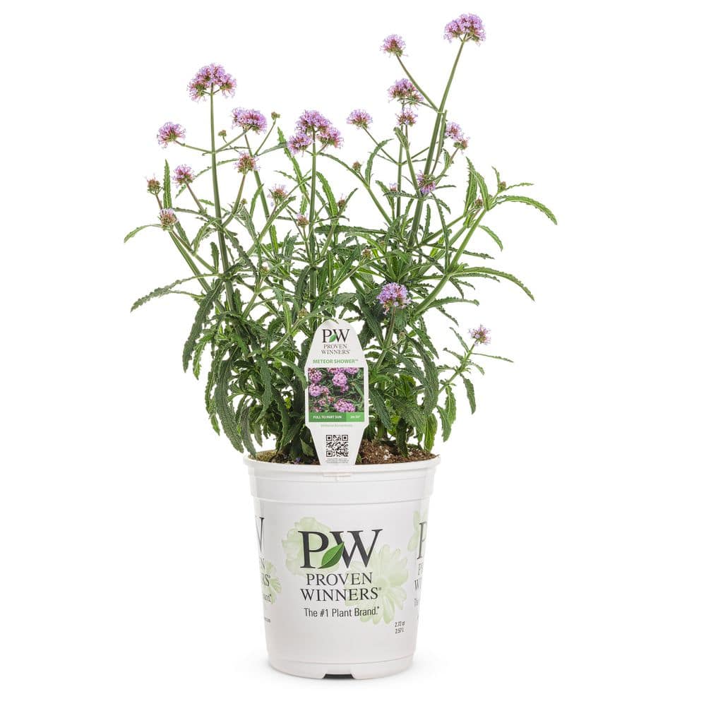 Proven Winners 7 in. Royale Meteor Shower Verbena (Verbena bonariensis ...