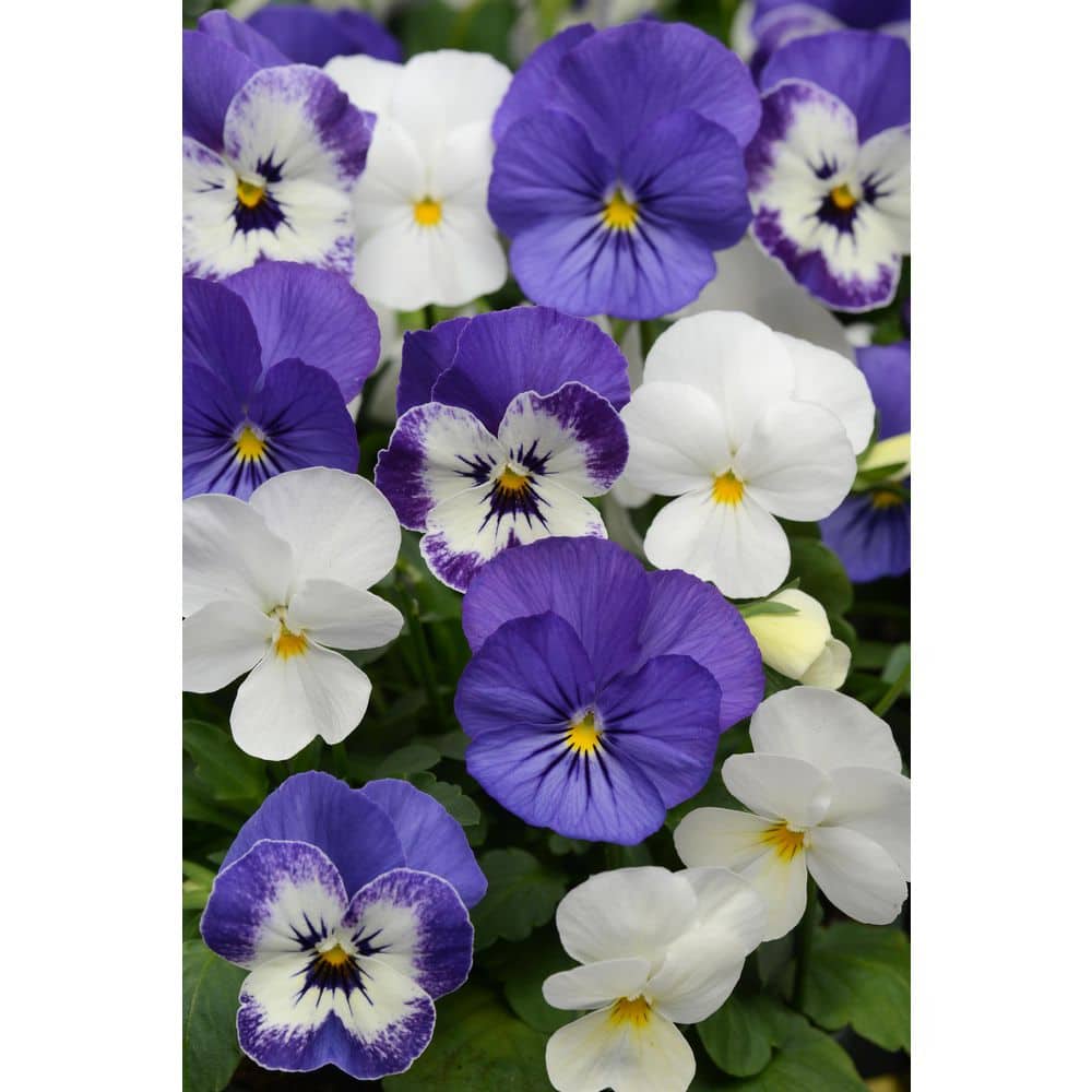 Pure Beauty Farms 1.38 Pt. Viola Plant Purple Flower in Grower's Pot ...