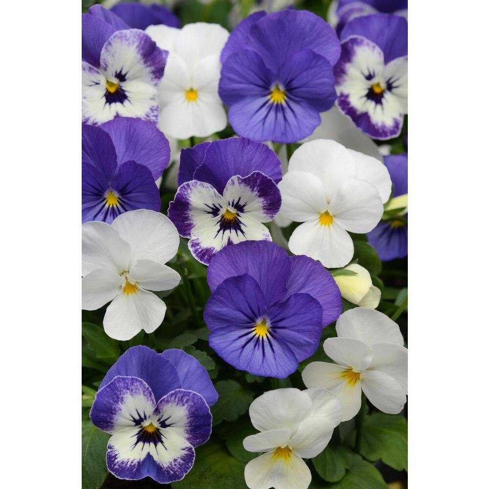 Pure Beauty Farms 1.38 Pt. Viola Plant White Flower in Grower's Pot ...