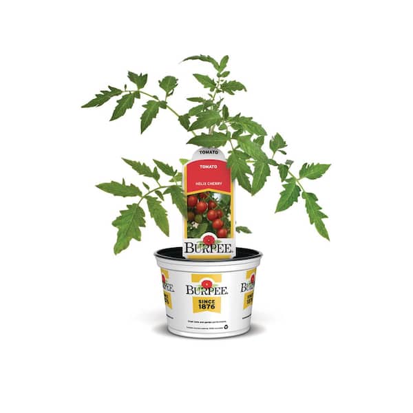 Burpee 3.5 in. Burpee Tomatoes Potted Helix FG00095030 - The Home Depot