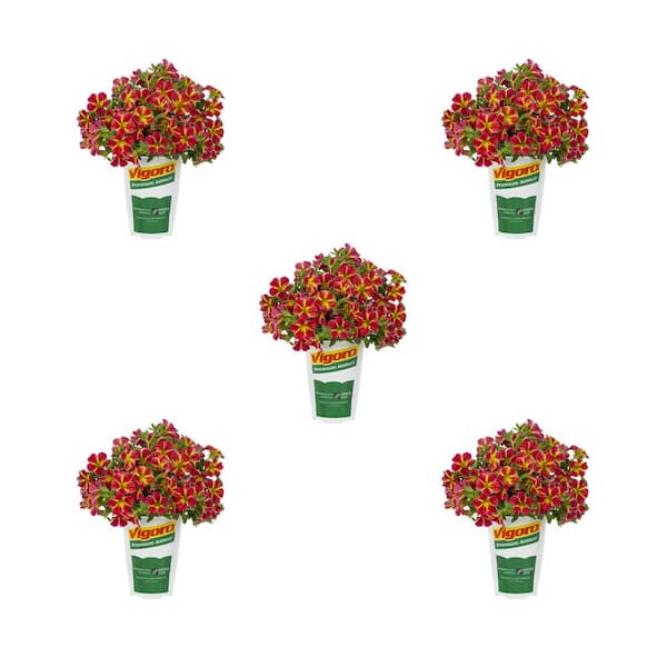 Vigoro 1.5PT Million Bells Aloha Nani Tropicana Plant with Red Blossoms ...