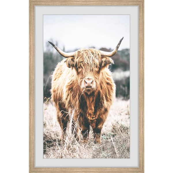 "Scottish Highland Cattle" by Marmont Hill Framed Animal Art Print 18 ...