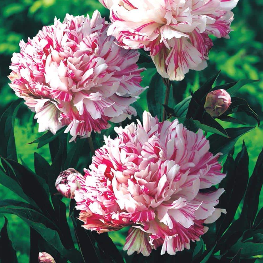 Spring Hill Nurseries Kirinmaru Peony (Paeonia), Live Bareroot ...