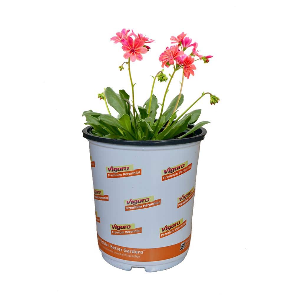 Vigoro 2.5 qt. Lewisia Perennial Plant with Orange Flowers (1-Pack ...