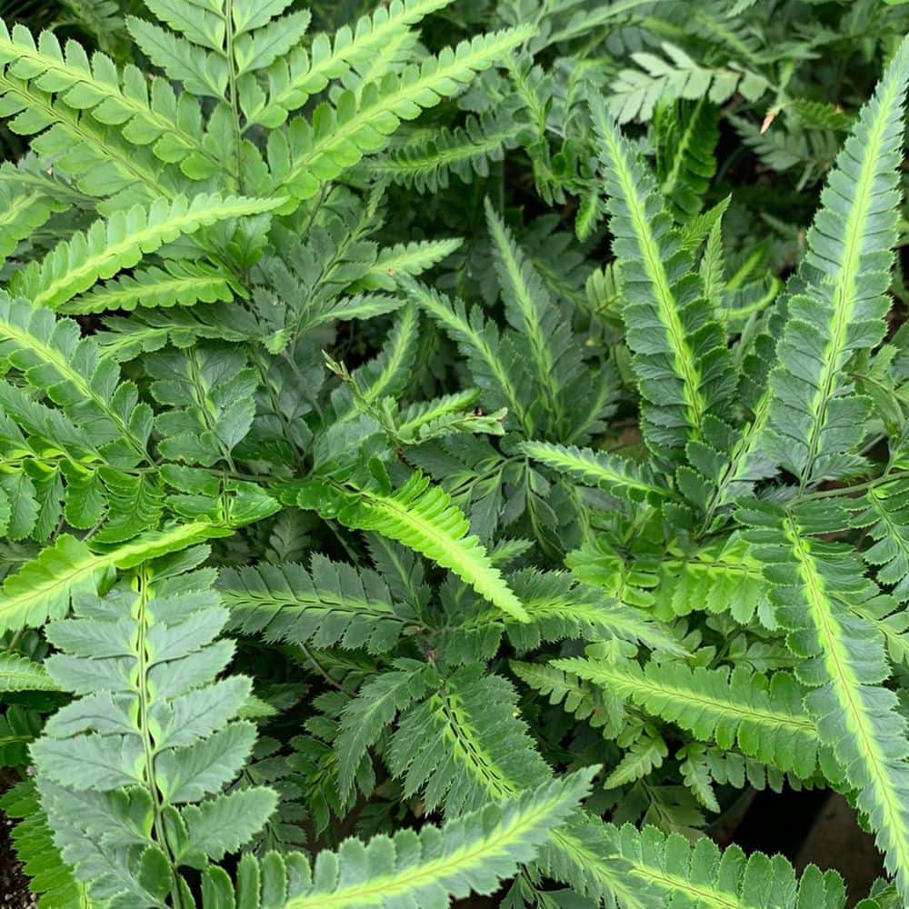 Wekiva Foliage East Indian Holly Fern-3 Live Plants in 4 in. Grower's ...