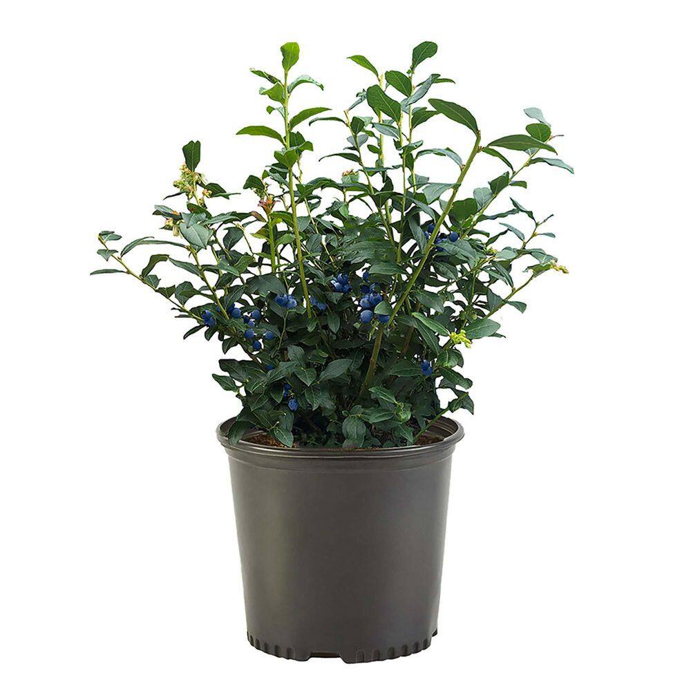 2.25 Gal. Biloxi Blueberry Plant with White Flowers and Green Foliage ...