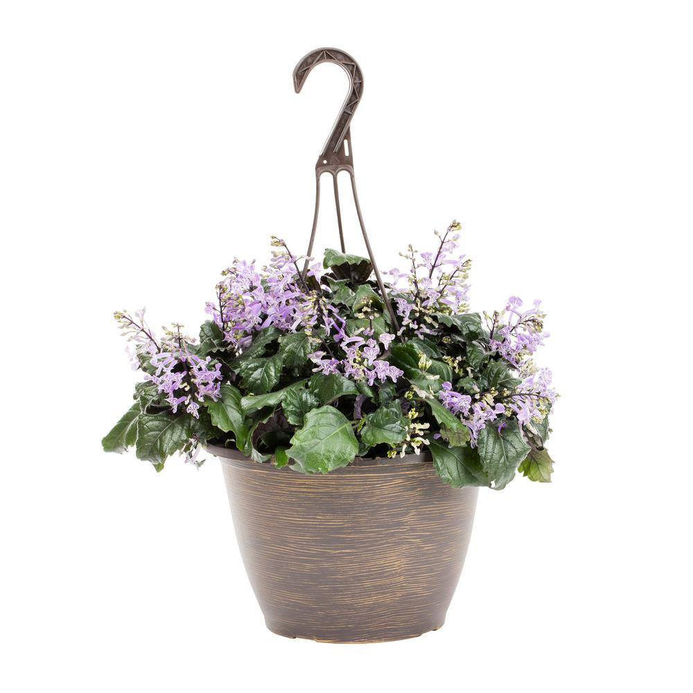Home Depot Hanging Plants