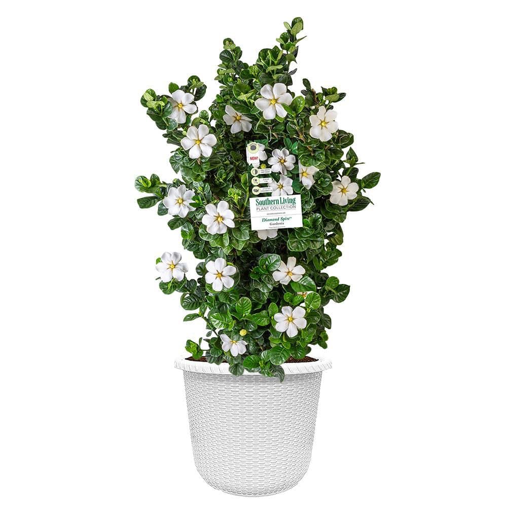 SOUTHERN LIVING 2 Gal. Diamond Spire Gardenia Shrub with Fragrant White ...