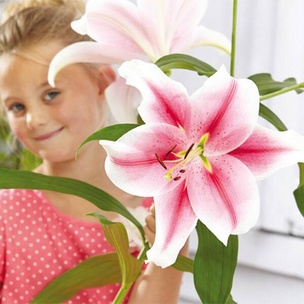 Breck's Giant Hybrid Lily Pink Brilliant Bulbs (5-Pack) 05939 - The ...