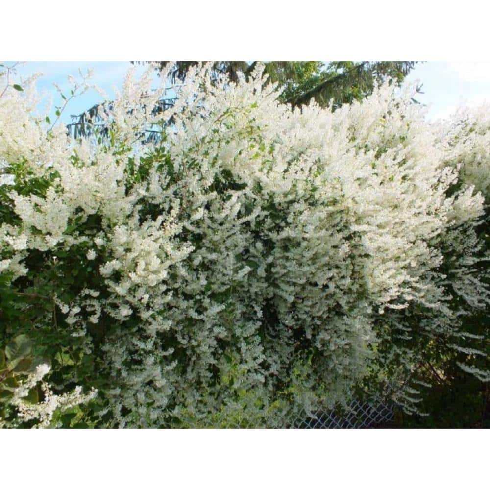 Wekiva Foliage Silver Lace Vine-Live Starter Vine in 2 Inch Growers Pot ...
