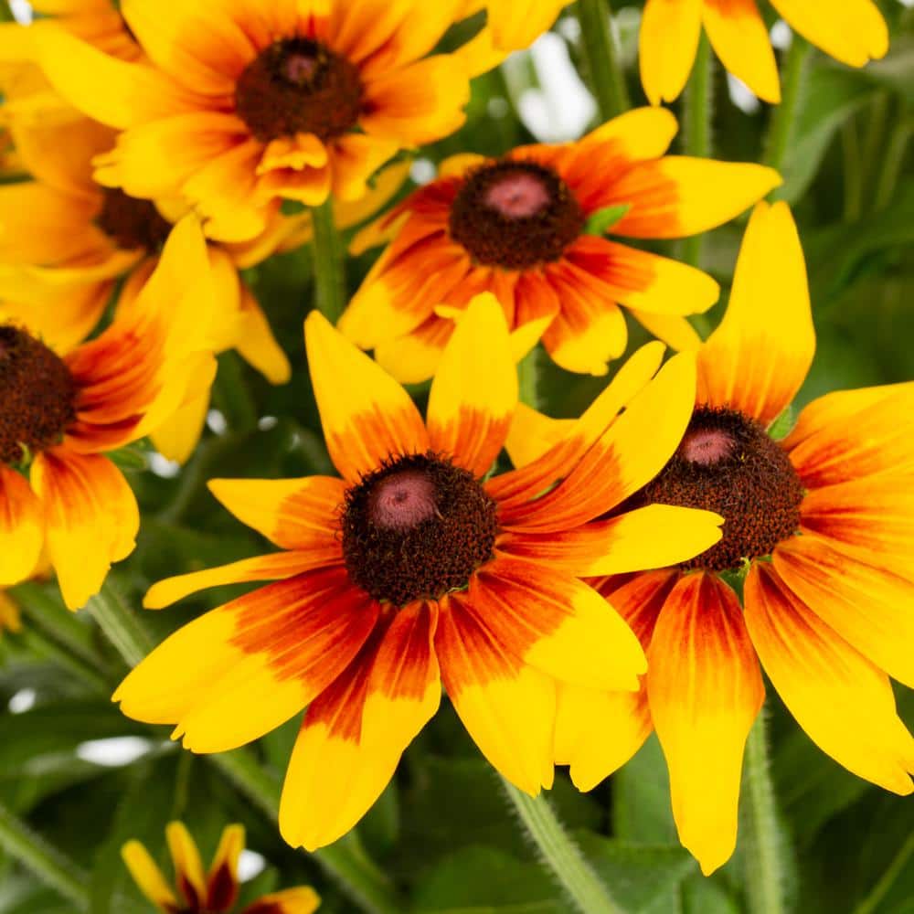 METROLINA GREENHOUSES 1 Gal. Sunbeckia Mia Rudbeckia Perennial Plant ...