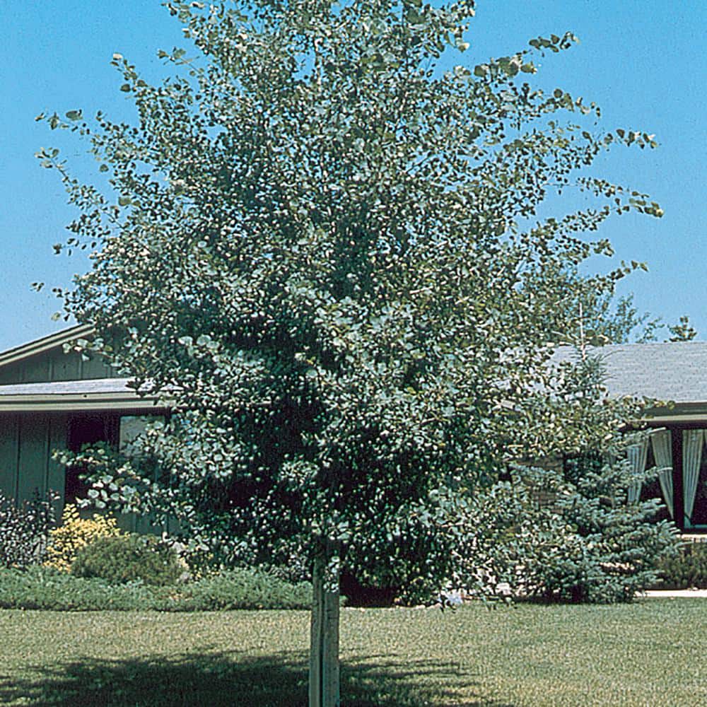 3.58 Gal. Populus Tremuloides Deciduous Tree 283136 - The Home Depot
