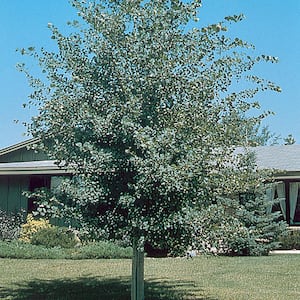3.58 Gal. Populus Tremuloides Deciduous Tree 283136 - The Home Depot