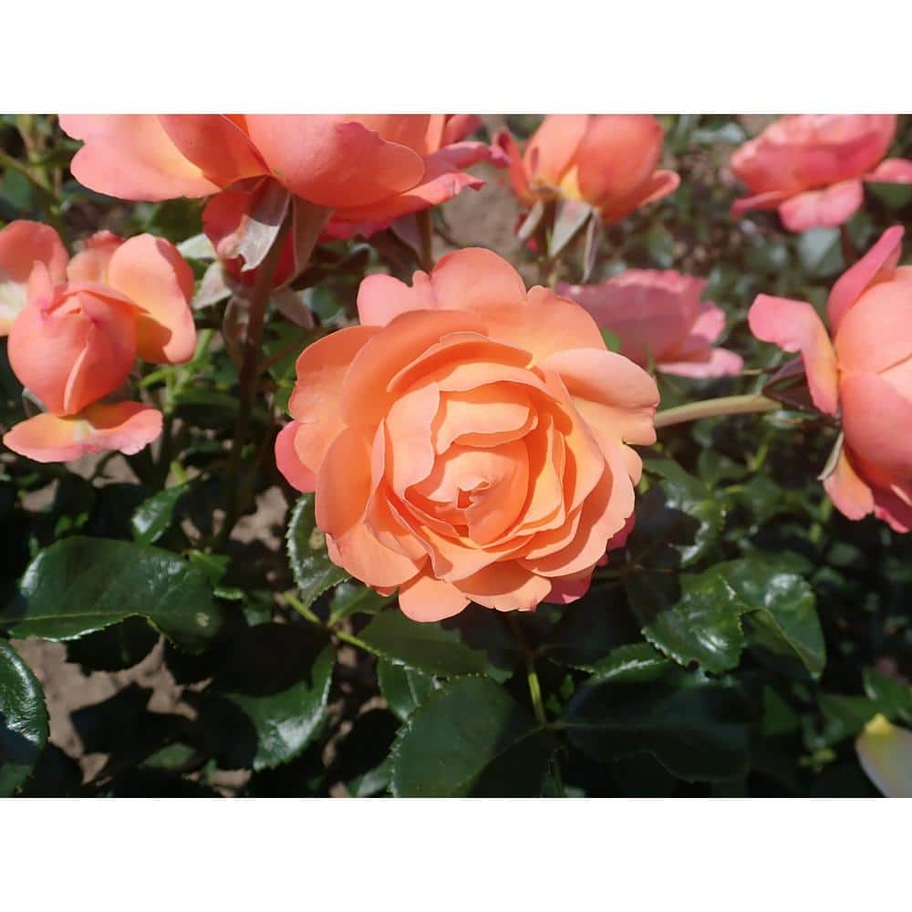 Vigoro 2 Gal. Coral Knock Out Rose Bush with Orange-Pink Flowers ...