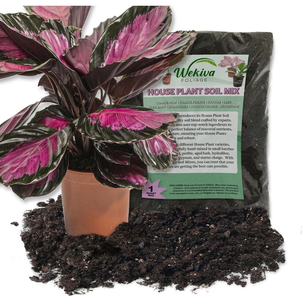 Wekiva Foliage Calathea Rosy and Soil Mix Combo-Live Plant in a 4 in ...