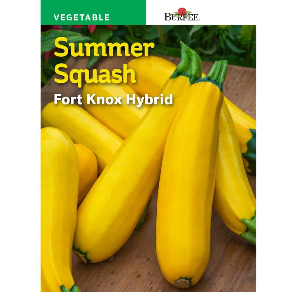 Burpee Squash Summer Fort Knox Hybrid Seed 51437 - The Home Depot