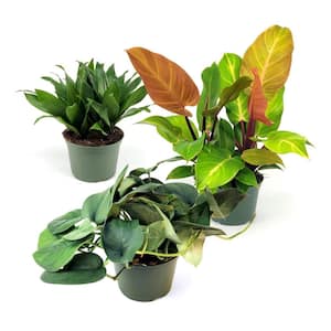 national PLANT NETWORK 6 in. SpaceScape Tropical Cascade Plant ...