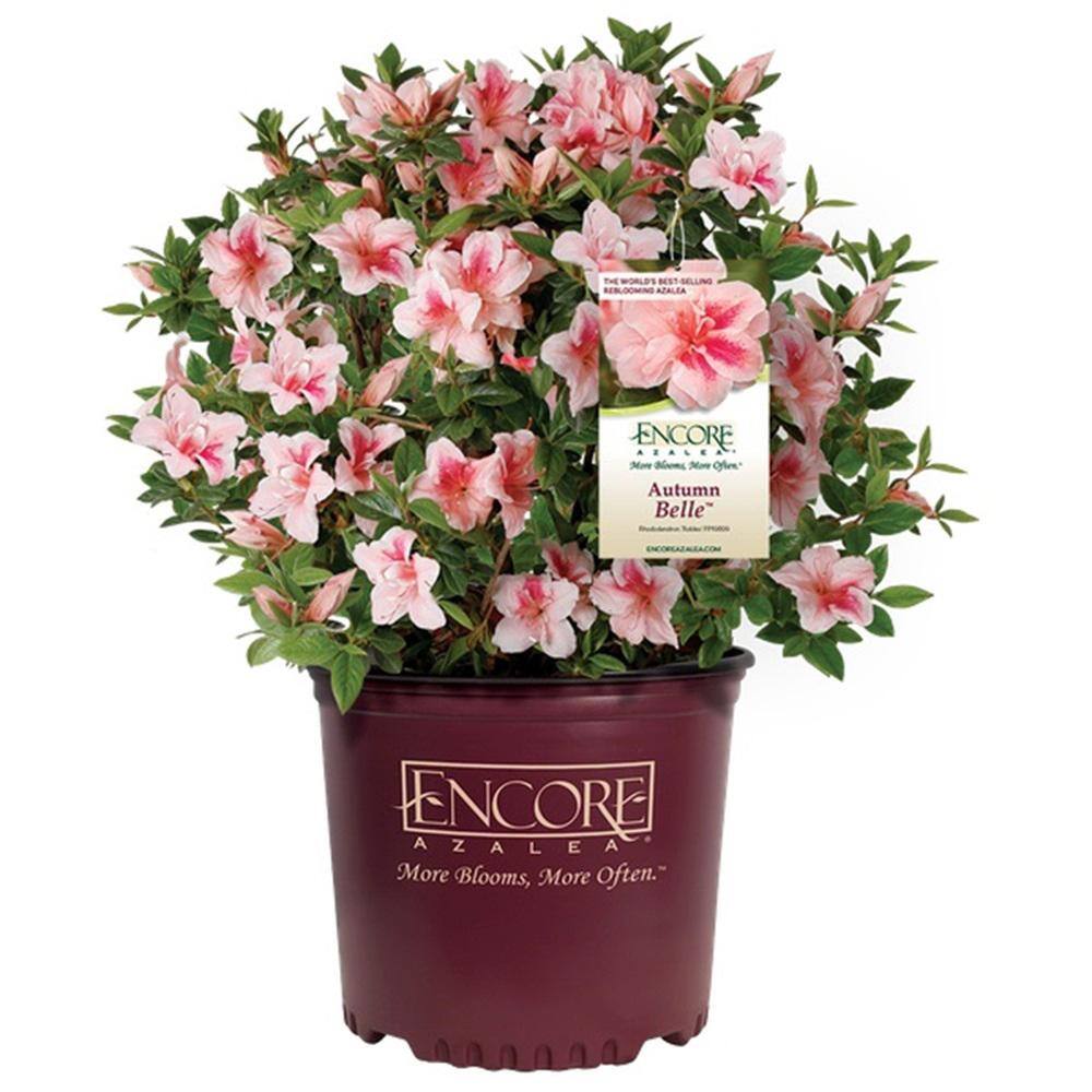 Have a question about ENCORE AZALEA 1 Gal. Autumn Belle - Bi-Color ...