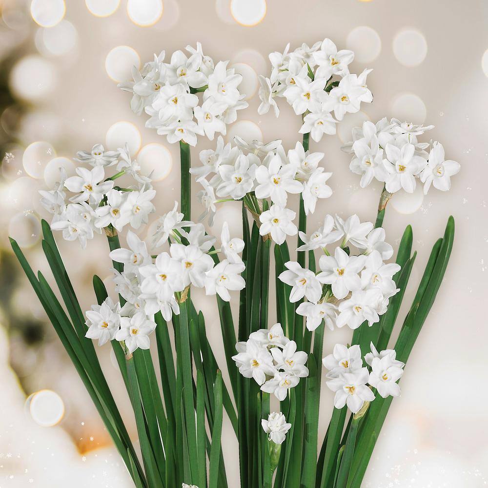Garden State Bulb 14/15 cm Ziva Paperwhite Narcissus Flower Bulbs (Bag ...