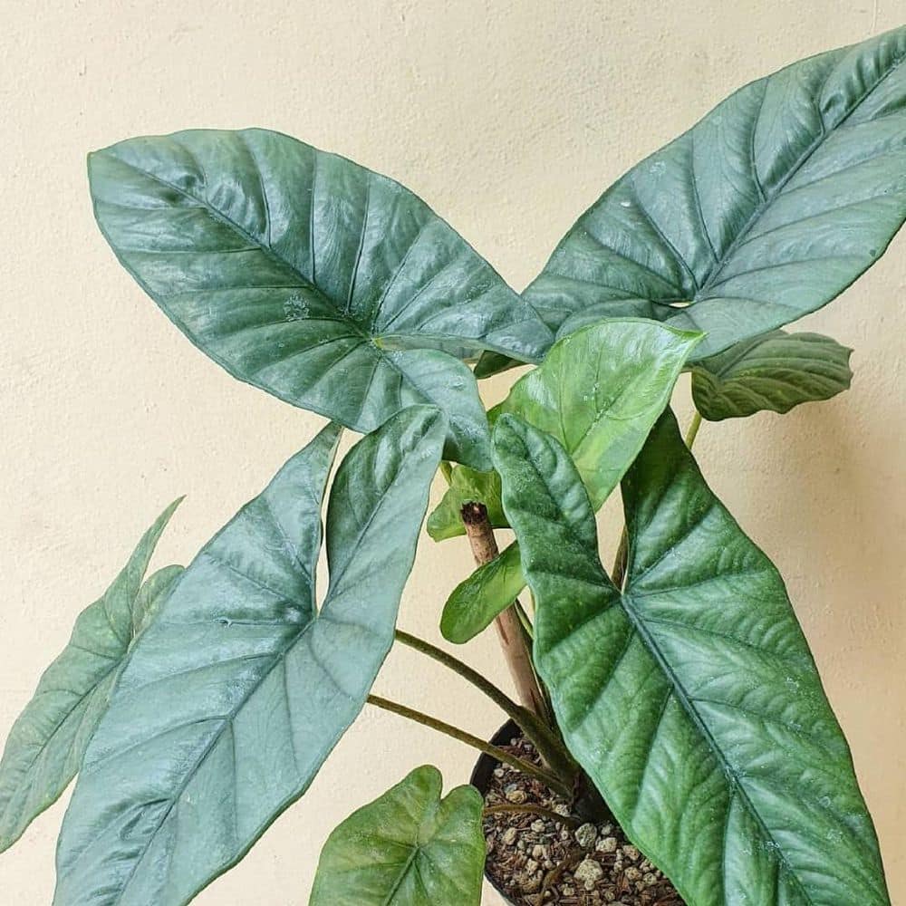 Wekiva Foliage Corazon Alocasia-4 Live Starter Plants in 2 in. Pots ...