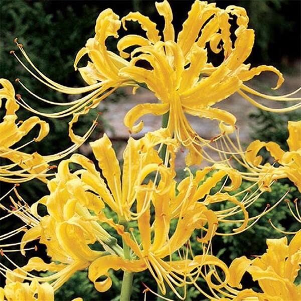 Breck's Golden Spider Lily (Lycoris Aurea) Bulbs (5-Pack) 71132