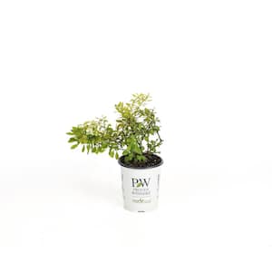 PROVEN WINNERS 2 Gal. Sunjoy Neo Barberry Shrub with Orange Foliage ...