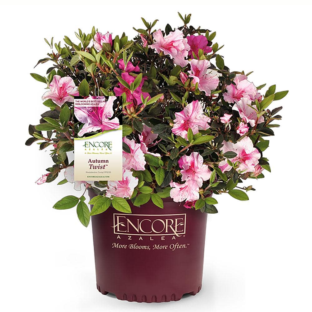 ENCORE AZALEA 5 Gal. Autumn Twist Azalea Shrub with Bi-Color and ...