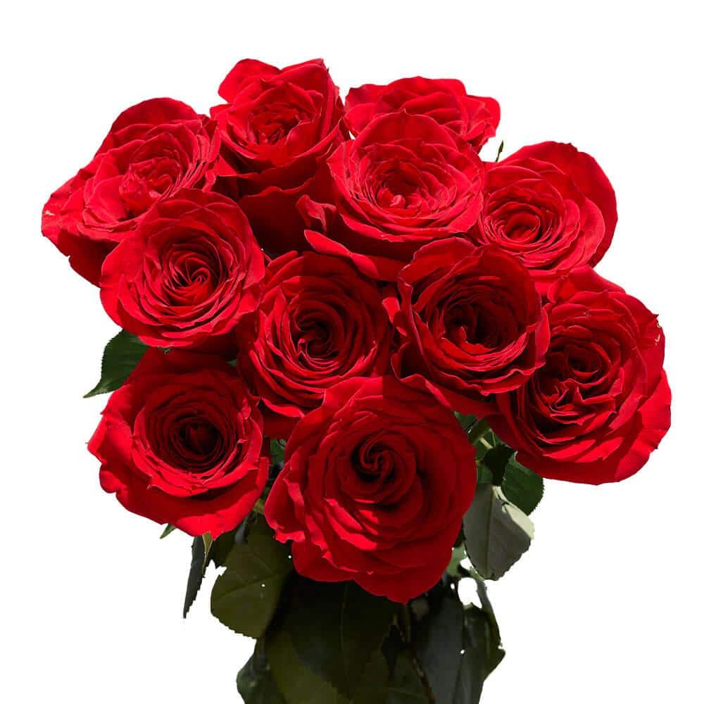 Globalrose 12 Stems Fresh Cut Red Roses (1-Dozen) 1850500096459 - The ...
