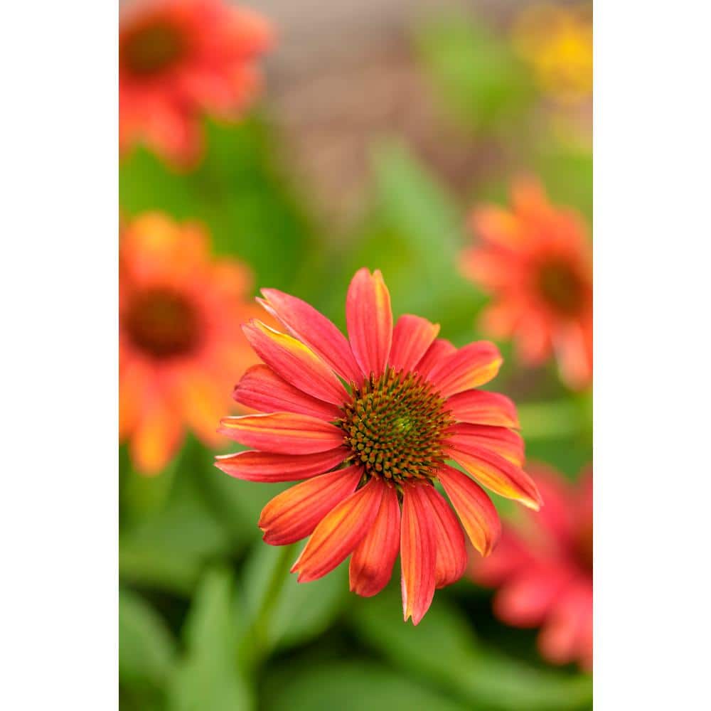 PROVEN WINNERS 4.5 in. Quart Lakota Fire (Echinacea), Live Plant, Red ...