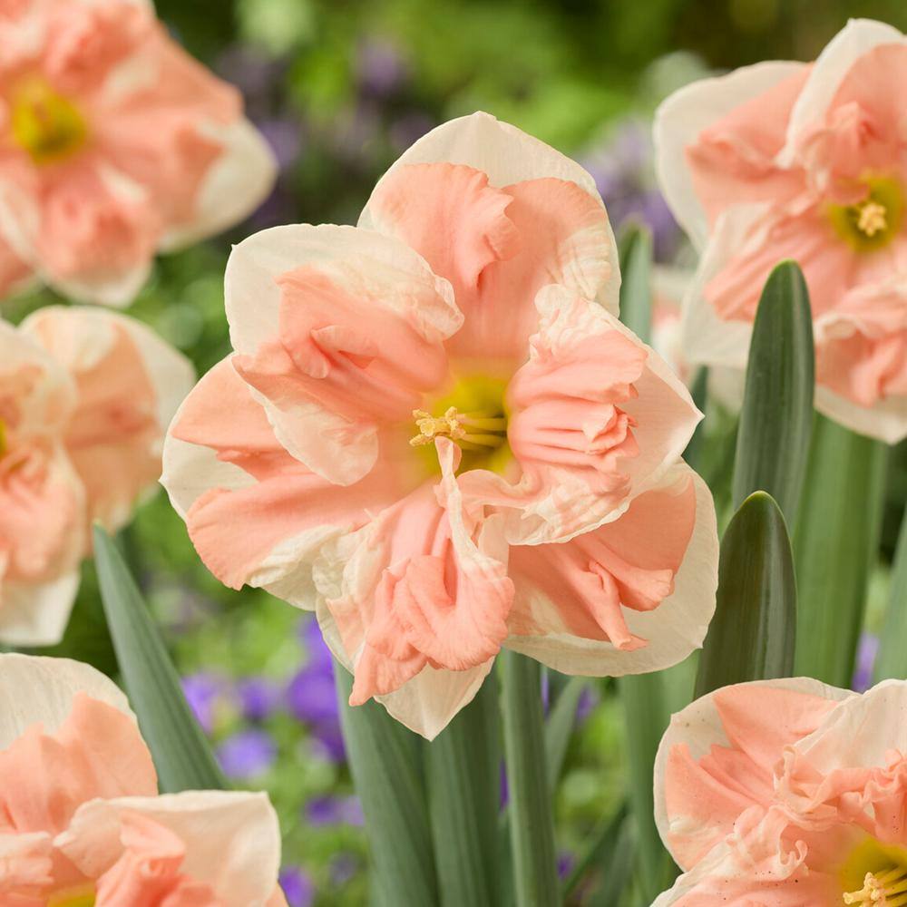 Vigoro 14/16 cm, Split Corona Apricot Whirl Daffodil Flower Bulbs (Bag of 100) ECF-911-100-04 ...