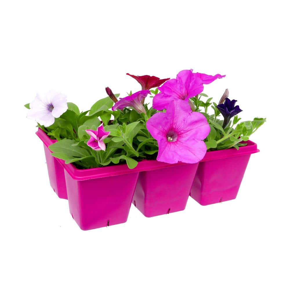 EASY WAVE 6-Pack Formula Mix Easy Wave Petunia Annual Plant with Blue ...