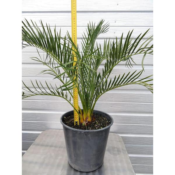 Wekiva Foliage Cycad Palm-Live Plant in a 10 in. Growers Pot-Macrozamia ...