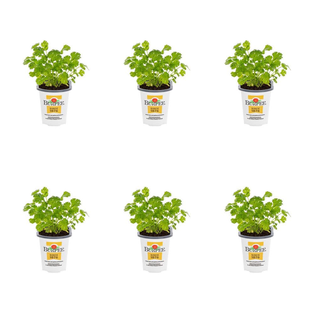 METROLINA GREENHOUSES 1 Pt. Cilantro Santo Green Herb Edible Plant (6 ...