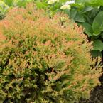 SOUTHERN LIVING 2 Gal. Fire Chief Arborvitae(Thuja) Live Dwarf ...