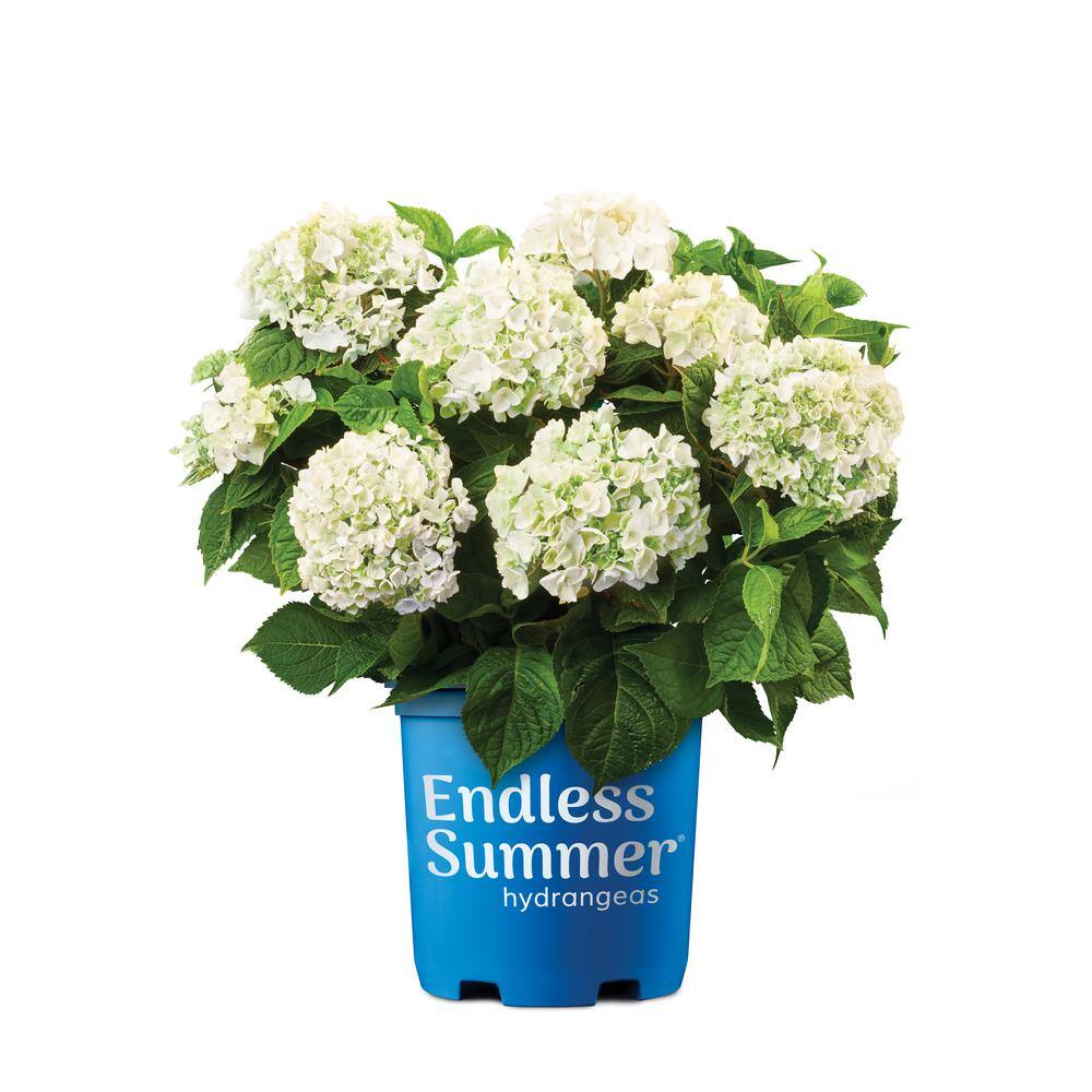 Endless Summer 3 Gal. Blushing Bride Reblooming Hydrangea Flowering ...