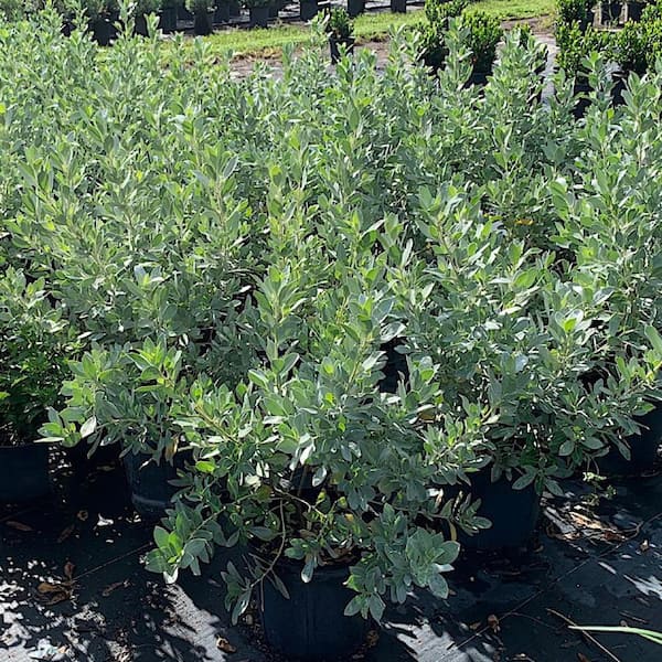 Conocarpus Erectus Hedge