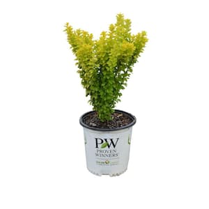PROVEN WINNERS 2 Gal. Sunjoy Citrus Barberry Shrub with Bright Yellow ...