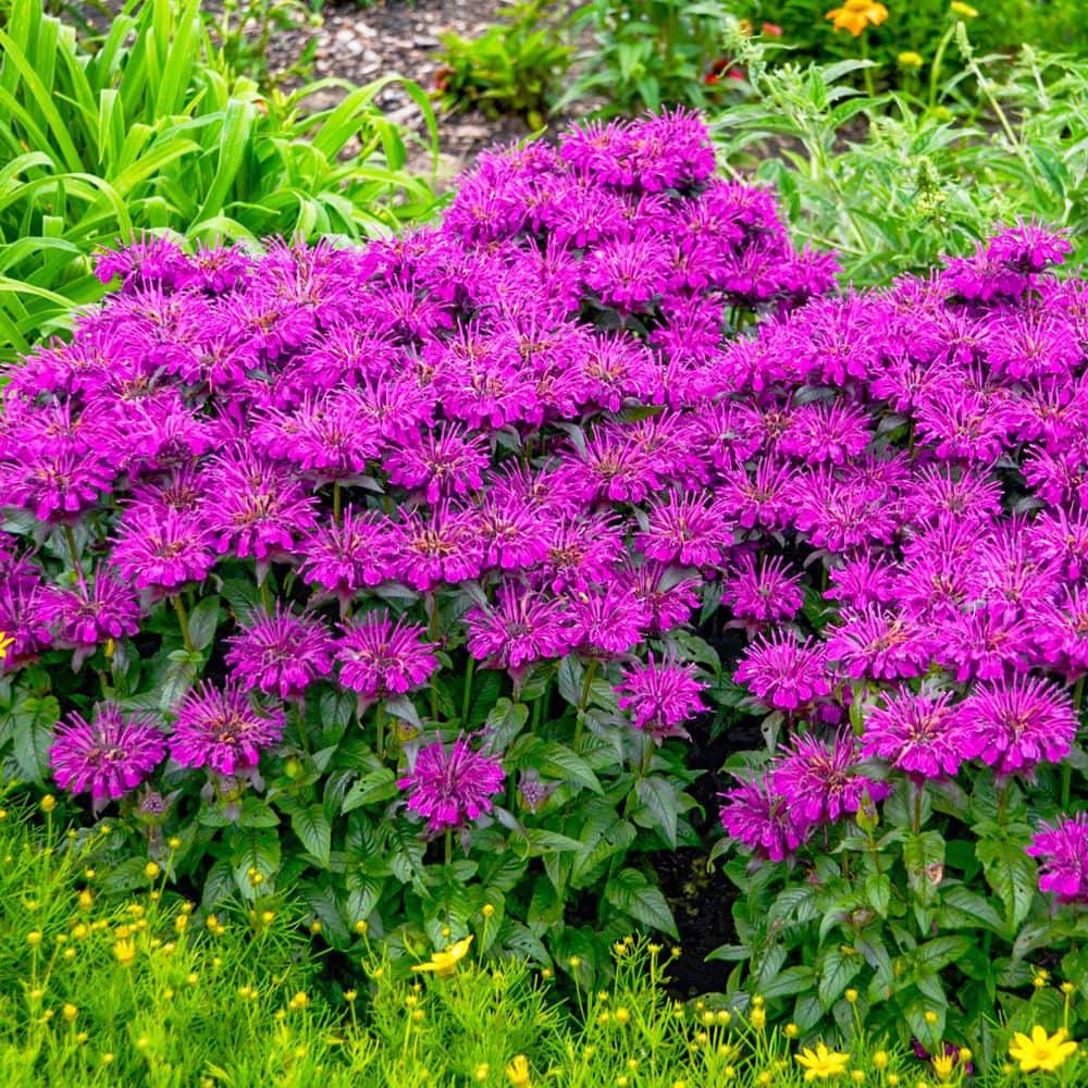 DIRECT GARDENING 1 Gal. Pot, Bee Mine Lavender Flowering Bee Balm ...