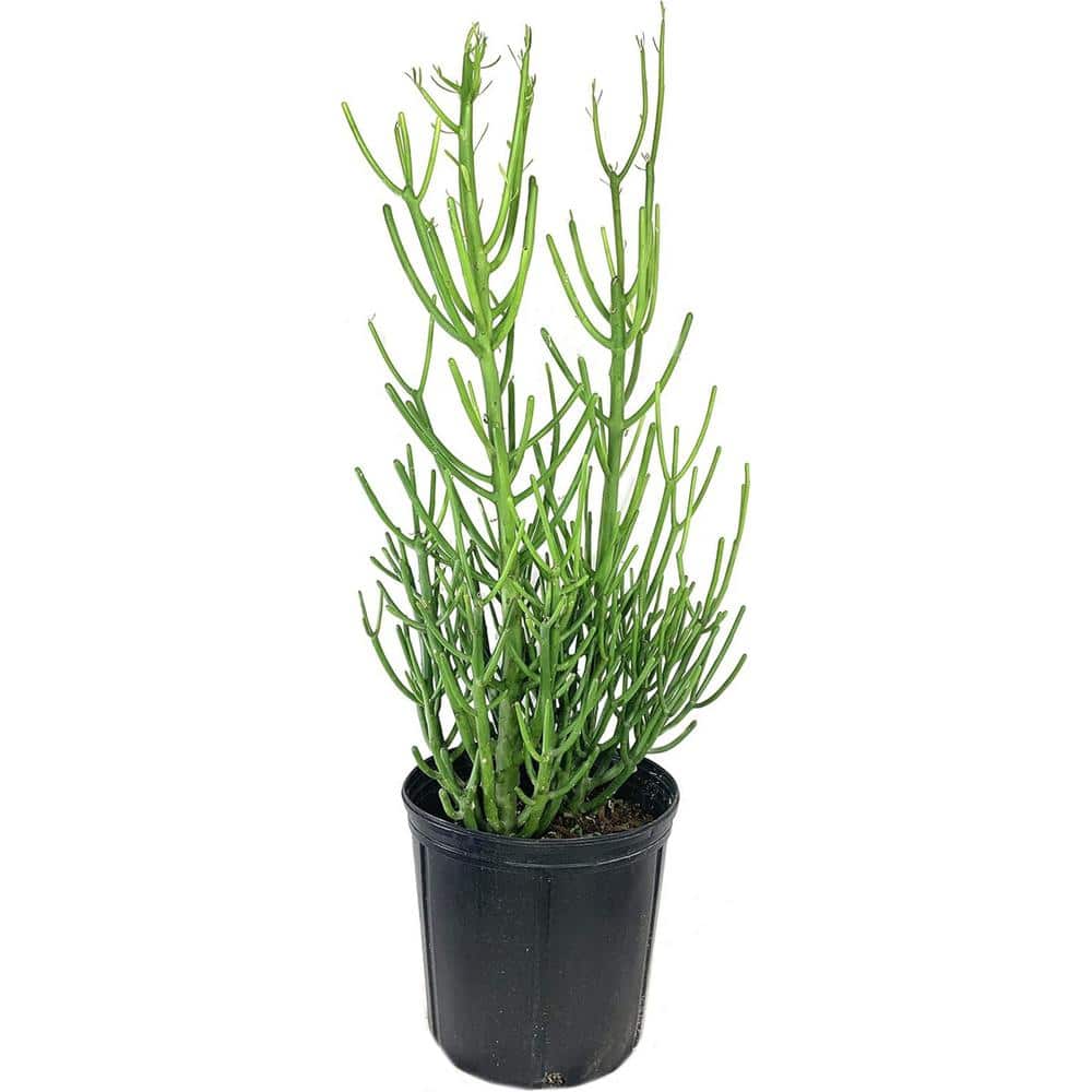 Wekiva Foliage Pencil Cactus-Live Plant in a 10 Inch Pot-Euphorbia ...