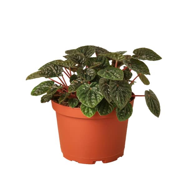 PPC INTERNATIONAL LLC Peperomia Ripple Peperomia Caperata Plant in 6 in ...
